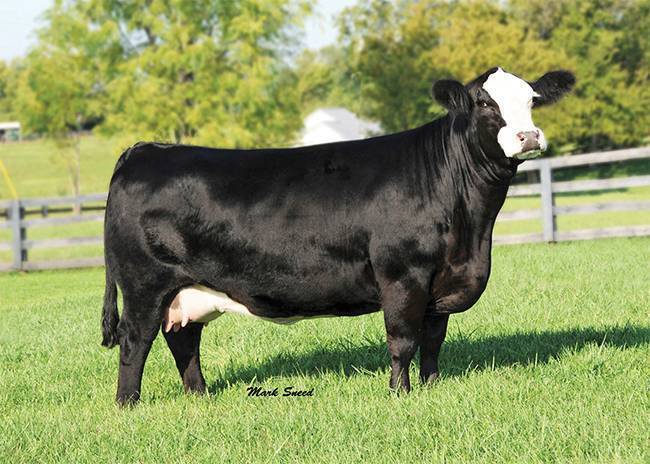 Sloup Simmentals | LEGACY FEMALES