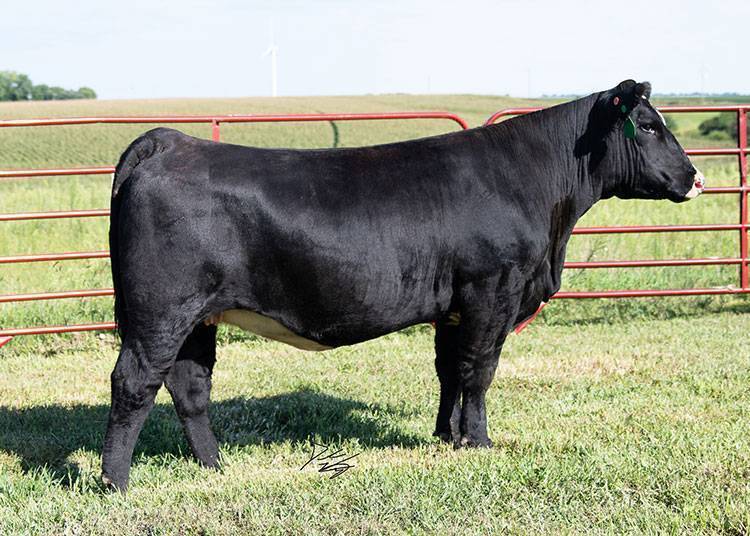 Sloup Simmentals | DONORS